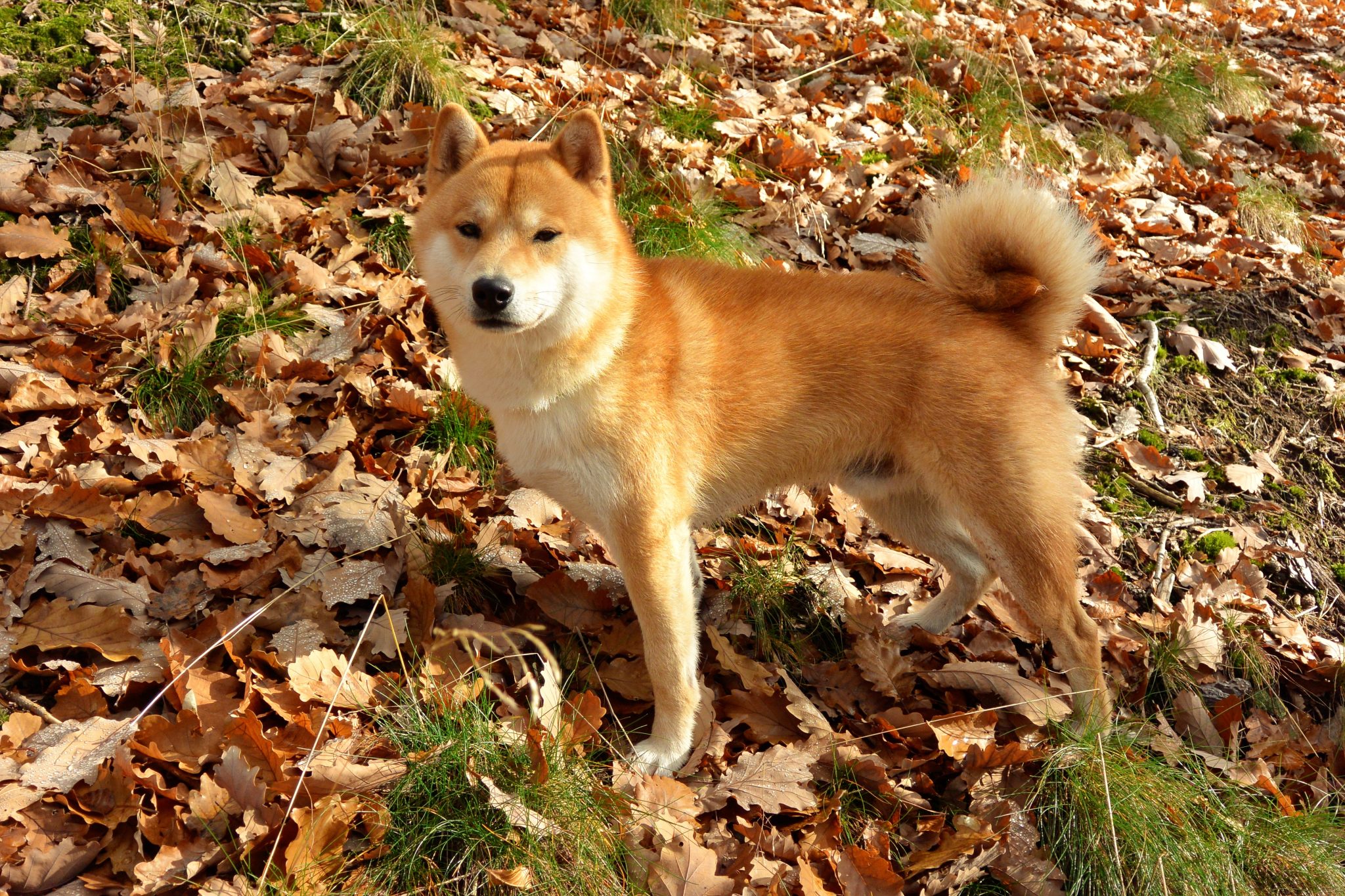 Der Shiba - Shiba Club Deutschland e.V.